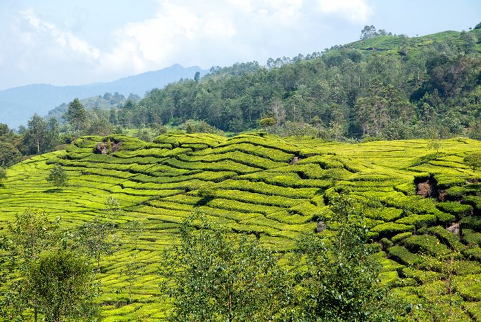 5 Hidden Gem Wisata Alam di Bandung, dari Danau hingga Perkebunan Teh ...