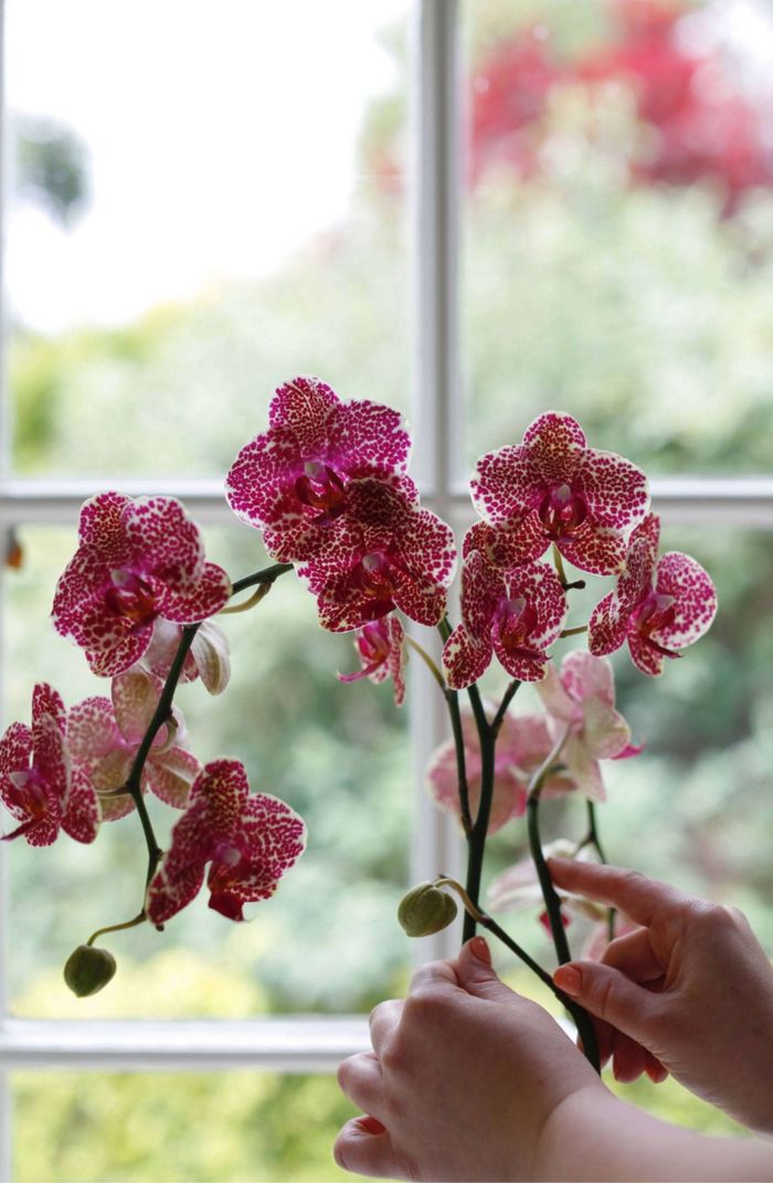 Ingin Mengganti Pot Lama Bunga Anggrek ke Pot Baru? Pakai Cara Ini ...