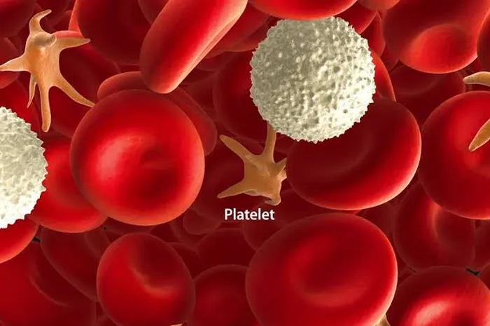 Mengenal Trombositopenia, Kondisi Kekurangan Jumlah Trombosit dalam ...