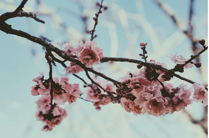 Bisa Mengatasi Kerusakan Kulit, Intip 5 Manfaat Bunga Sakura Jepang ...