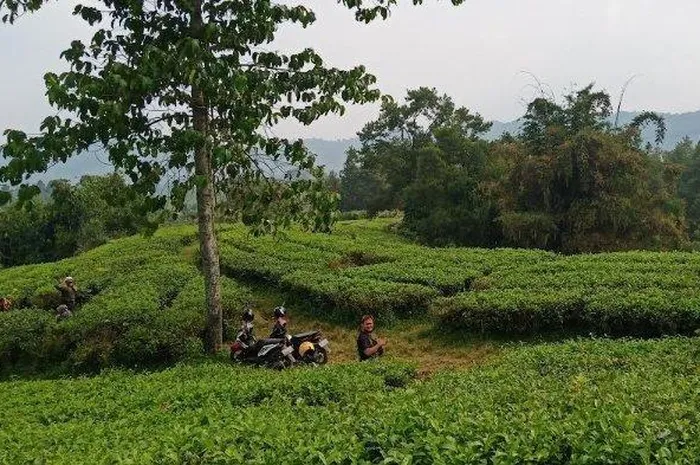 Rayakan Hari Teh Internasional, Ini 4 Rekomendasi Kebun Teh di Bogor - Parapuan