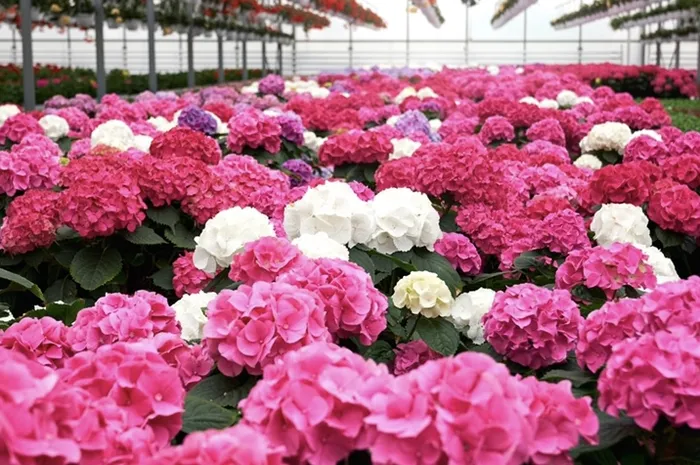 Beracun, Hindari Menanam 3 Jenis Bunga Ini di Pekarangan Rumah! - Parapuan