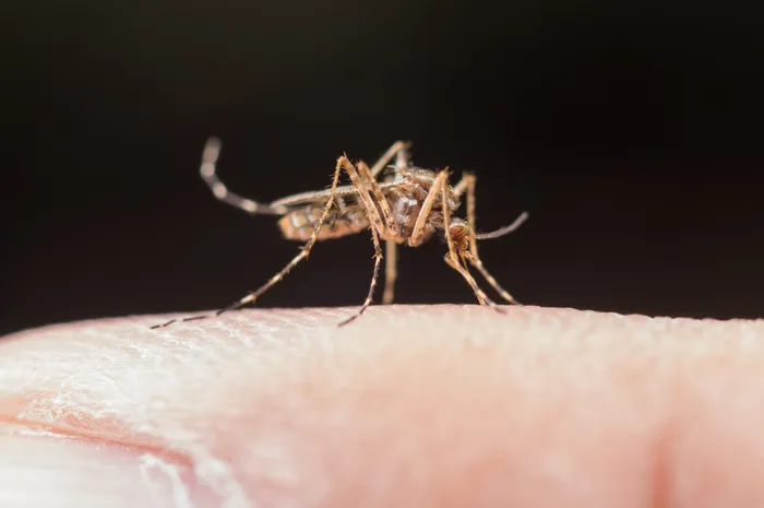 Hari Malaria Sedunia, Begini Siklus Penularan dari Nyamuk ke Manusia ...