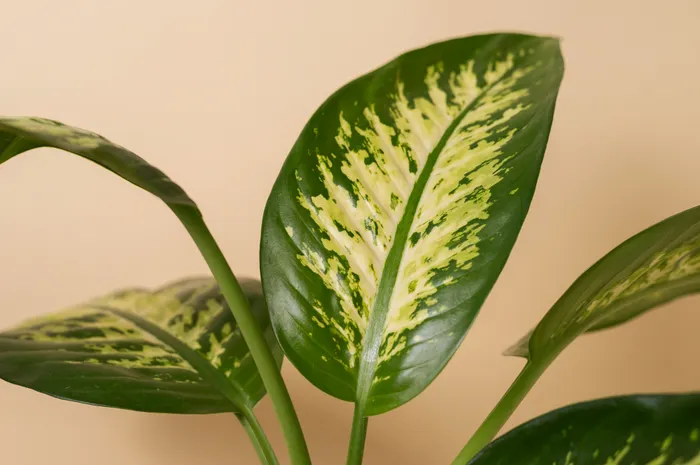 Penyebab Daun Aglonema Menguning dan Cara Efektif Mengatasinya - Parapuan