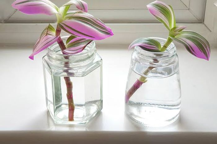 Menanam Tanpa Ribet, ini 4 Jenis Tanaman Air yang Cocok untuk Pemula ...