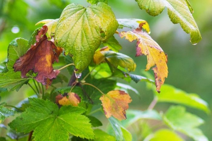 Selain Kurang Cahaya Kenali 5 Penyebab Daun Menguning Pada Tanaman