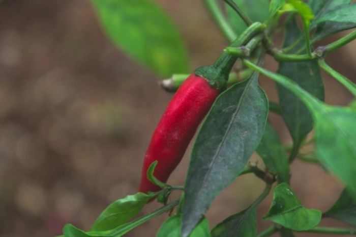 4 Penyebab Daun Tanaman Cabai Rontok dan Cara Mencegahnya - Parapuan