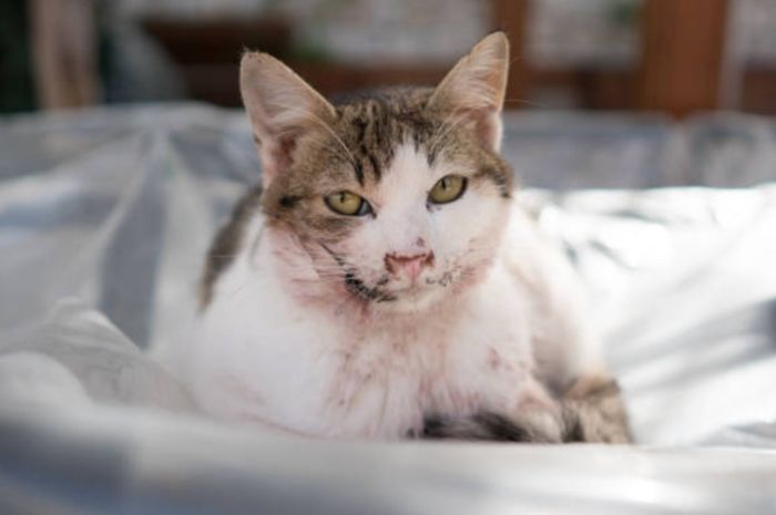 Jangan Diabaikan, Ini 5 Masalah Kulit yang Kerap Dialami Kucing! - Parapuan