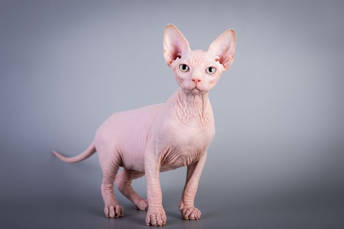 7 Fakta Unik Kucing Sphynx, Tampak seperti Tidak Memiliki Bulu - Parapuan