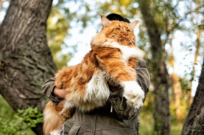 5 Ras Kucing Terbesar di Dunia, Ada Maine Coon hingga Ragdoll - Parapuan