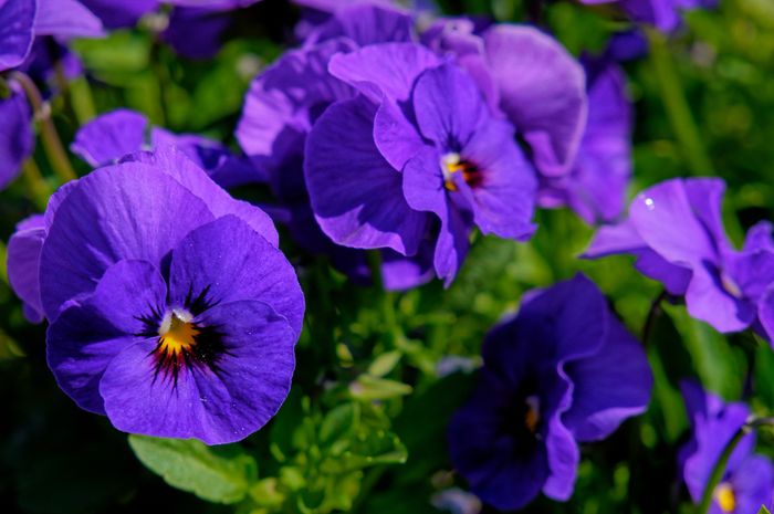 Rumah Jadi Sejuk, Ini 4 Tanaman Bunga Merambat yang Tahan Panas selama ...