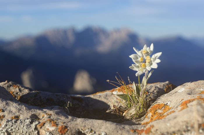 Makna Bunga Edelweiss yang Identik dengan Bromo, Cocok Diberikan Siapa ...