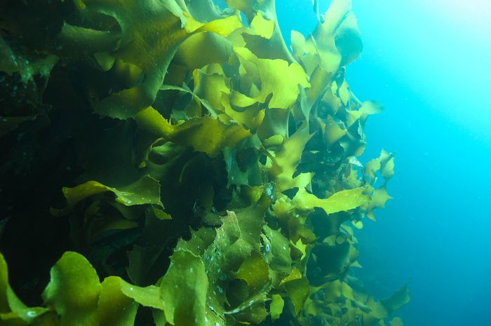 Begini Cara Kerja Rumput Laut untuk Membantu Pertumbuhan Rambut - Parapuan