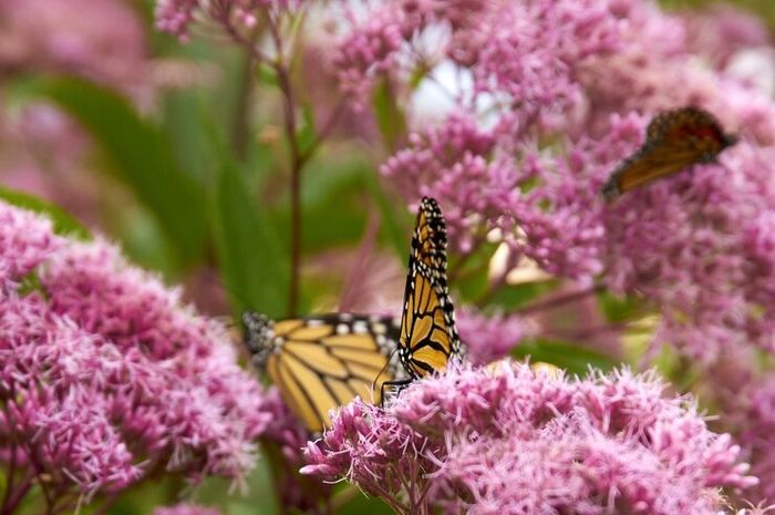 Suka Warna Pink, Ini 3 Jenis Bunga yang Bisa Kamu Tanam di Pekarangan ...