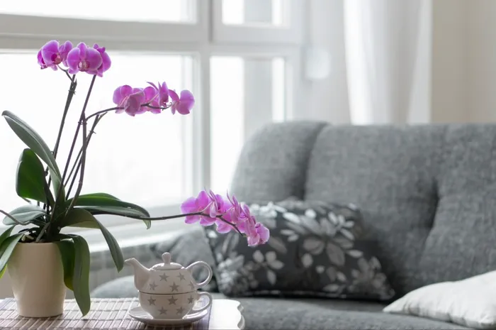 Ingin Mengganti Pot Lama Bunga Anggrek ke Pot Baru? Pakai Cara Ini ...