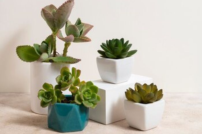 Rekomendasi Pot Tanaman Hias Estetik di Lazada, Percantik Dekorasi ...