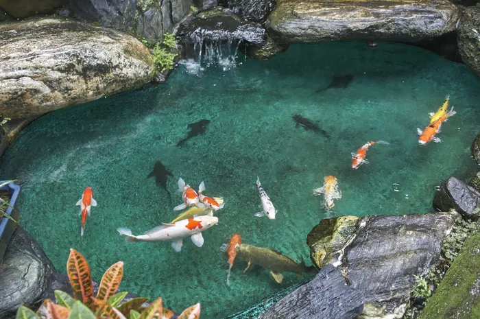 Waspada, Ini 5 Penyebab Ikan Hias di Kolam atau Akuarium Gampang Mati ...