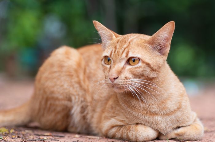6 Fakta Unik Kucing Oranye, Sering Disebut Banyak Tingkah dan Galak ...