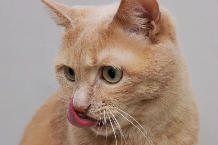 6 Penyebab Kucing Mengeluarkan Banyak Air Liur, Salah Satunya Sakit ...