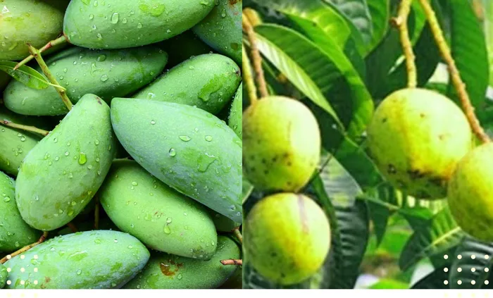 Sering Disamakan, Harus Tahu Ini 3 Perbedaan Buah Mangga dan Kuweni ...
