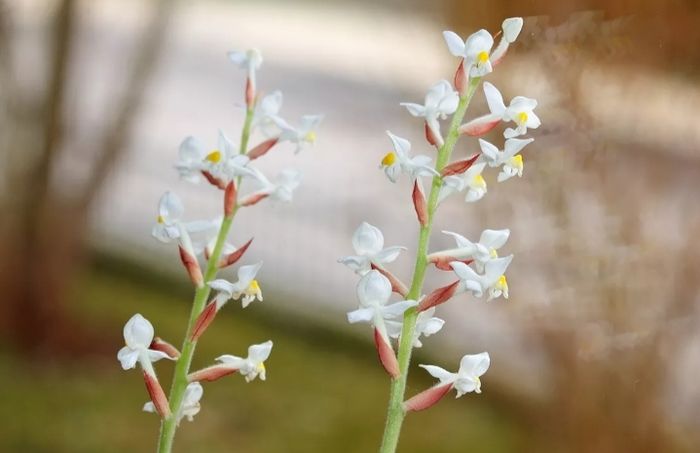 Mengenal 5 Jenis Anggrek Sebagai Inspirasi Tanaman Hias nan Cantik di ...