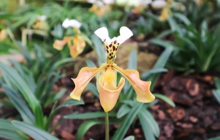 Mengenal 5 Jenis Anggrek Sebagai Inspirasi Tanaman Hias nan Cantik di ...