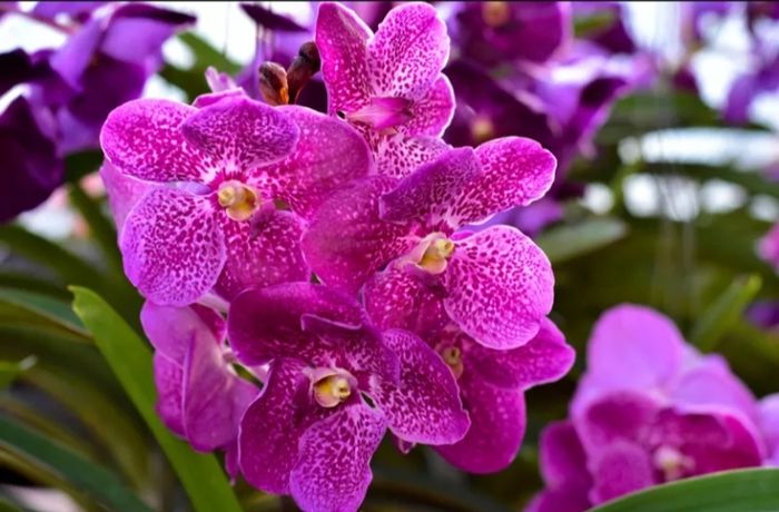 Mengenal 5 Jenis Anggrek Sebagai Inspirasi Tanaman Hias nan Cantik di ...