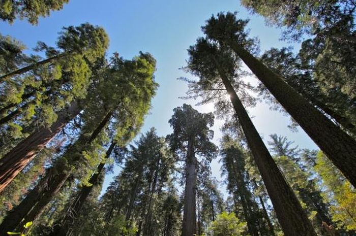 Hari Hutan Sedunia, Pentingnya Menjaga Hutan untuk Generasi Masa Depan ...