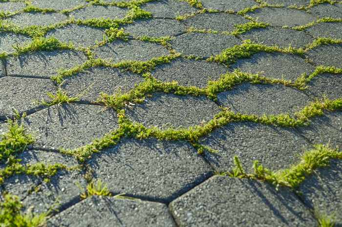 Tips Basmi Rumput dan Gulma di Paving Block, Bikin Halaman jadi Bersih ...