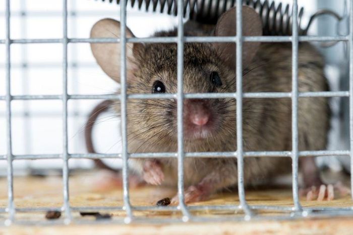 3 Cara yang Perlu Diperhatikan dalam Membuang Bangkai Tikus! - Parapuan