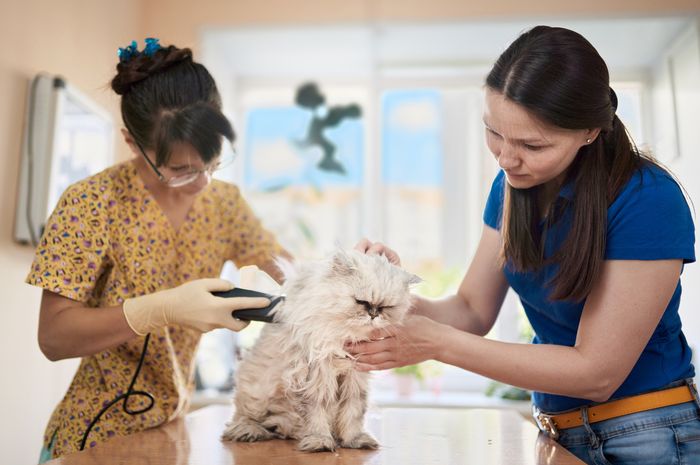 Ternyata Ini Manfaat dan Waktu yang Tepat untuk Grooming Kucing ...