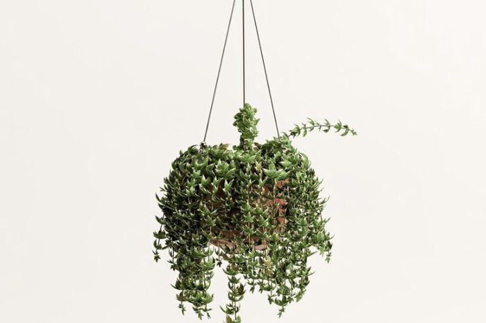 Ini 3 Inspirasi Tanaman Gantung yang Cocok untuk Teras Rumah - Parapuan