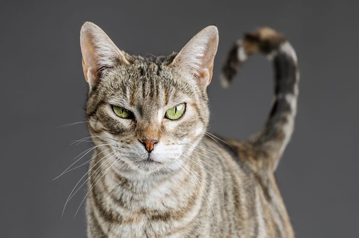 4 Arti Gerakan Ekor Kucing, Salah Satunya Tanda Sedang Marah - Parapuan