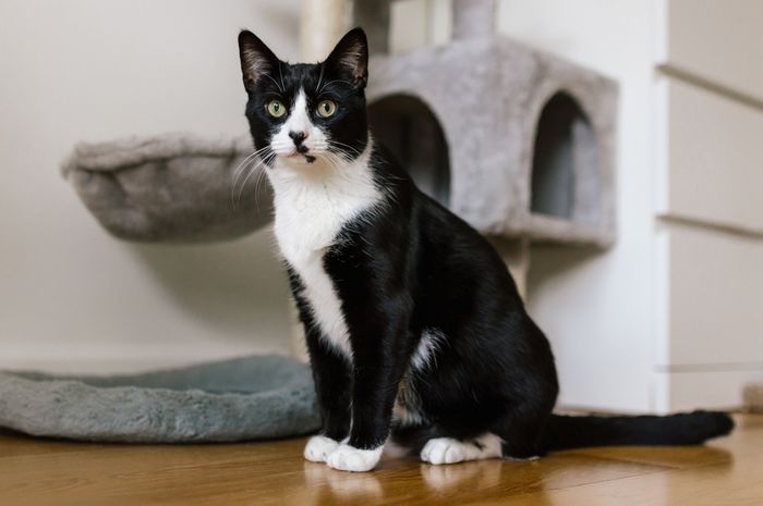 7 Fakta Unik Kucing Tuksedo, Punya Bulu seperti Mengenakan Setelan Jas ...