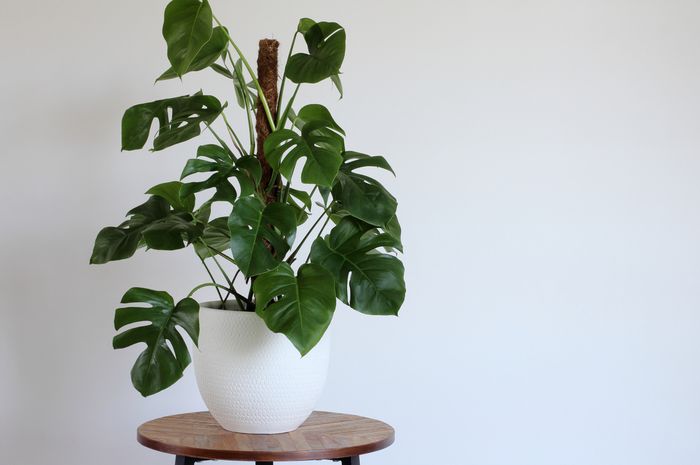 Langkah Mudah Merawat Tanaman Hias di Dalam Ruangan dari Debu dan Hama ...